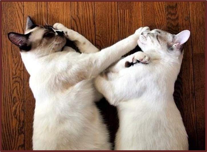 Solve Rare Photo of Feline Double Boop! jigsaw puzzle online with 35 pieces