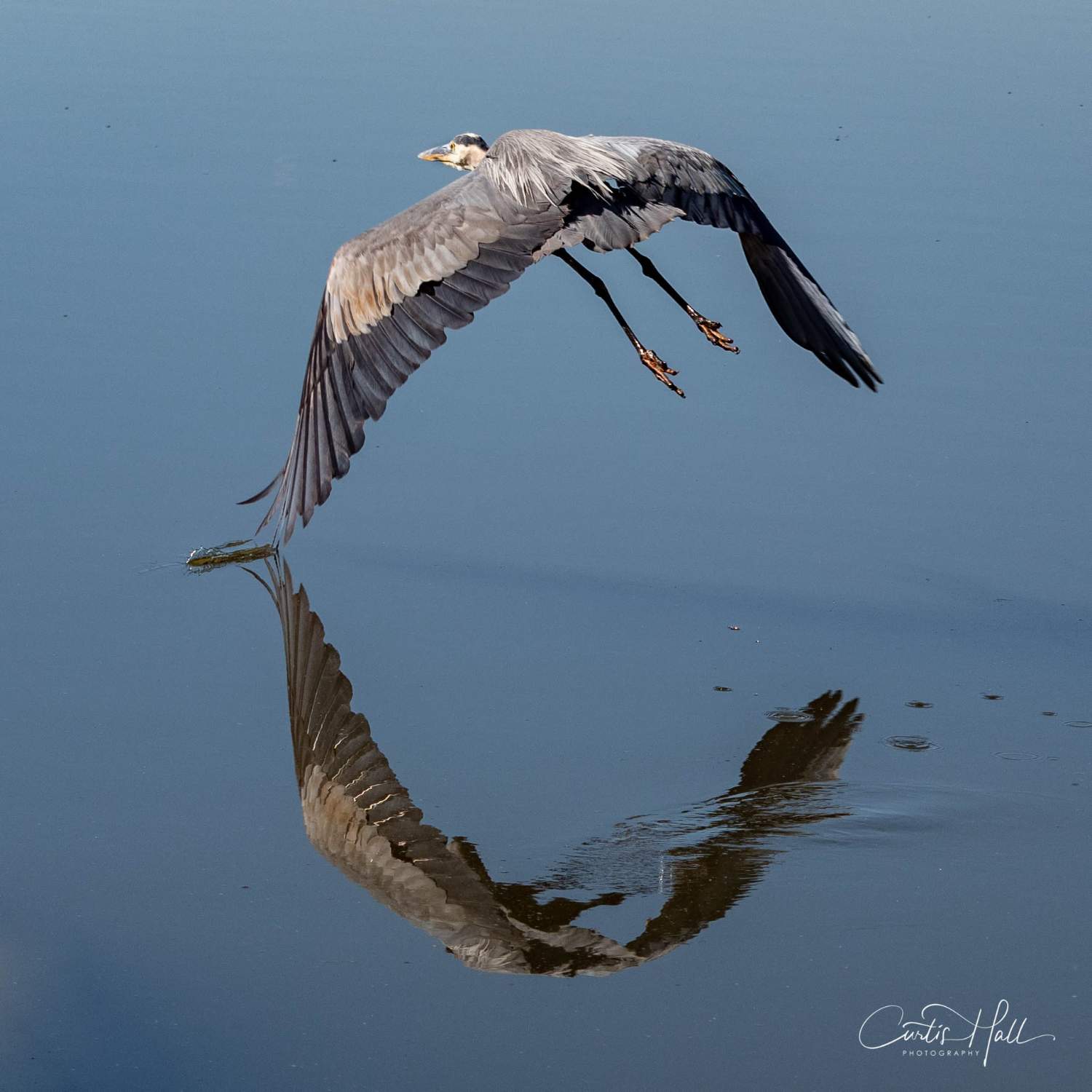 Solve On The Downstroke jigsaw puzzle online with 600 pieces