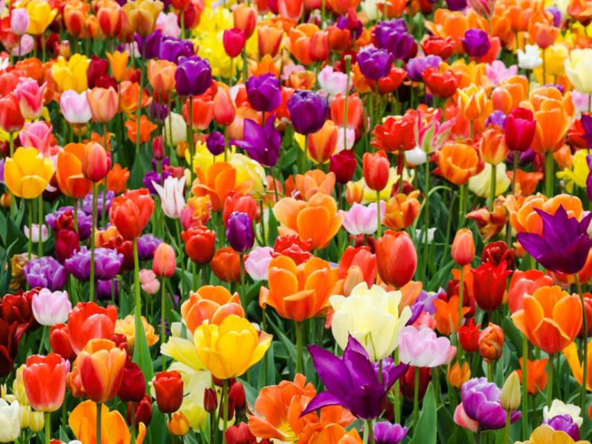 Solve very pretty tulips! jigsaw puzzle online with 154 pieces