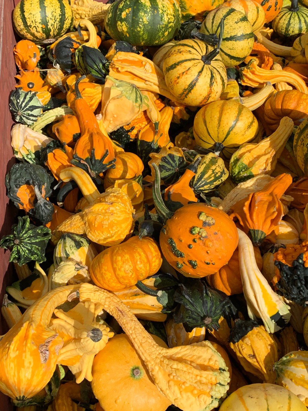 Solve Pumpkins, Gourds, and Squash jigsaw puzzle online with 88 pieces