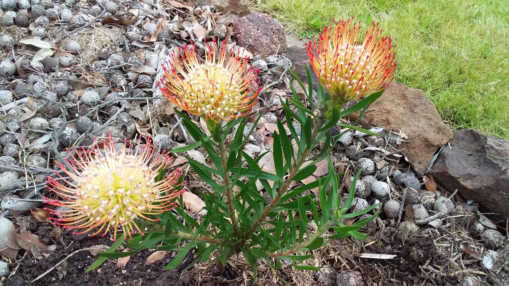 Solve New protea jigsaw puzzle online with 180 pieces