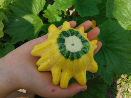 Jigsaw Puzzle | Spaceship Summer Squash | 63 pieces | Jigidi