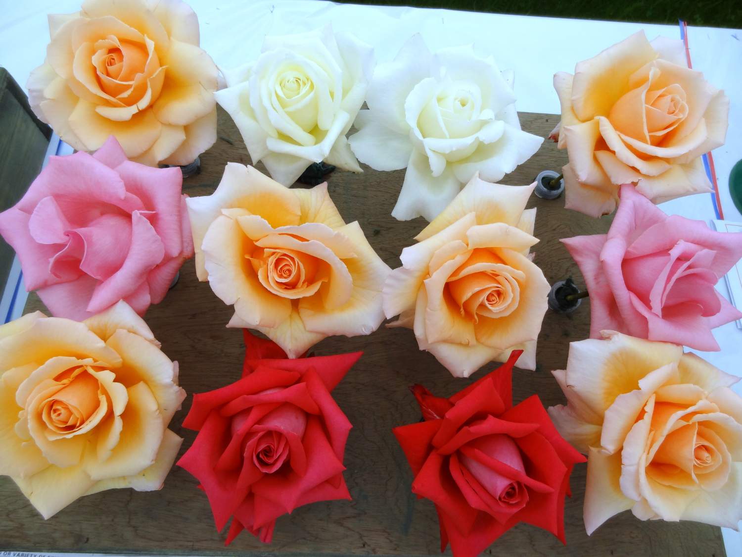 Solve Roses jigsaw puzzle online with 48 pieces