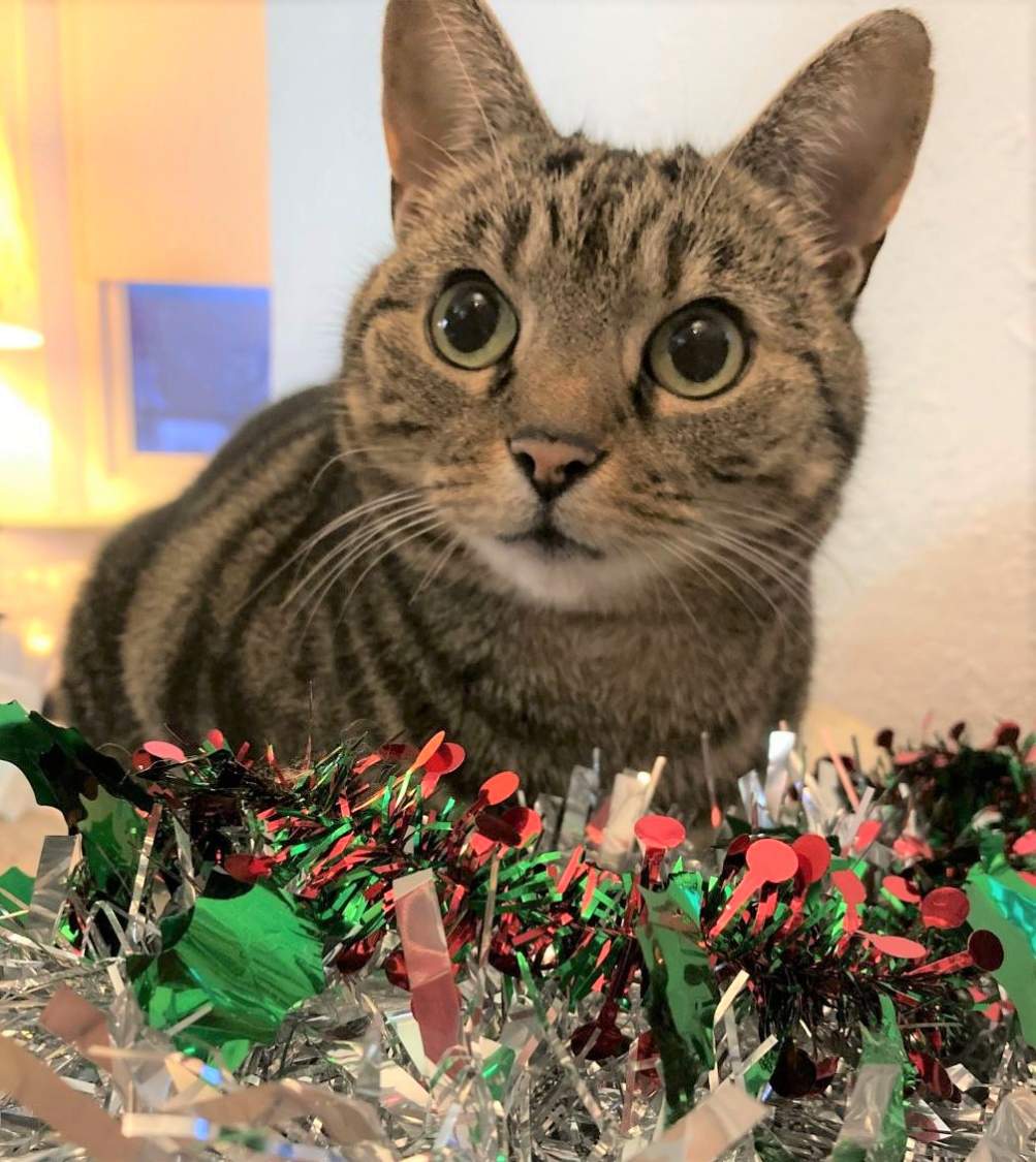 Solve Orla wishes you a Merry Christmas jigsaw puzzle online with 30 pieces