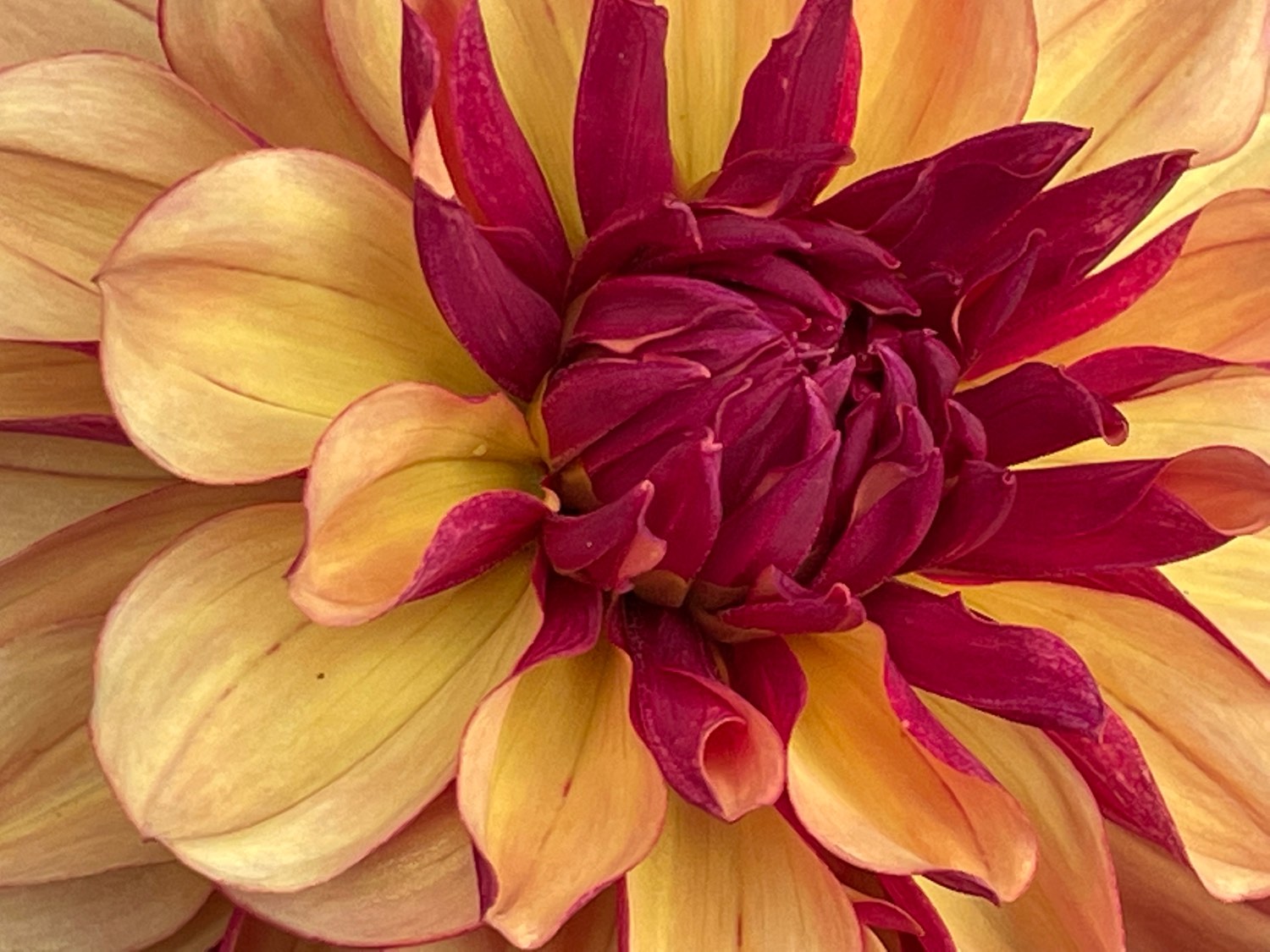 Solve Dahlia jigsaw puzzle online with 70 pieces