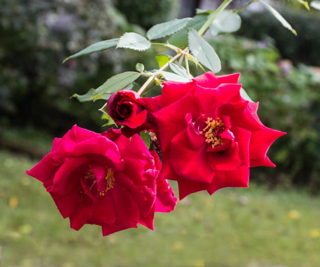 Solve Pinocchio Rose jigsaw puzzle online with 9 pieces