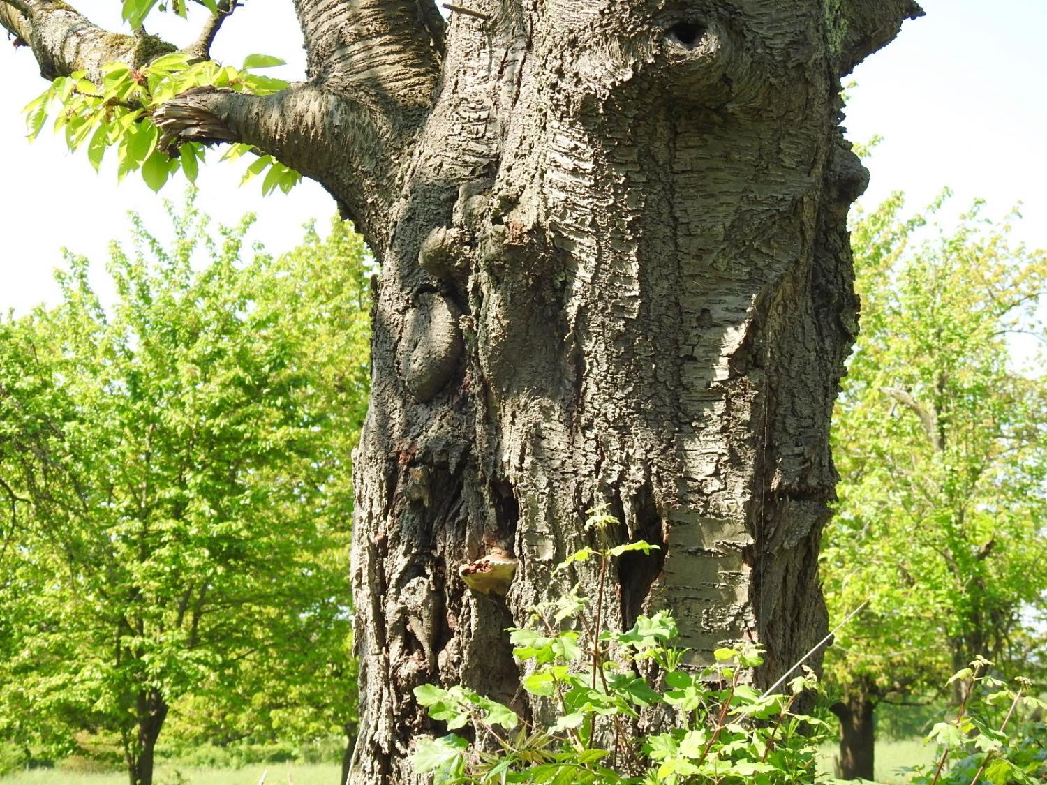 Solve old tree jigsaw puzzle online with 108 pieces