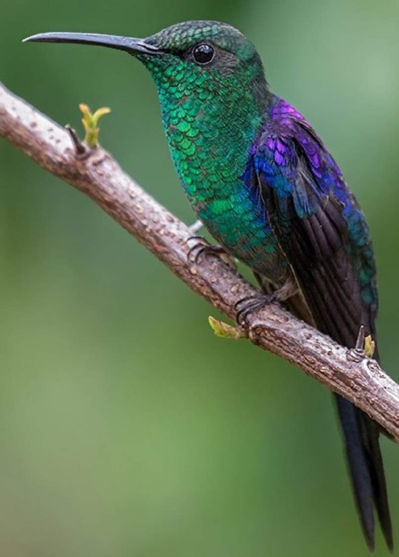 Solve Long-Tailed Woodnymph Hummingbird======11 jigsaw puzzle online ...