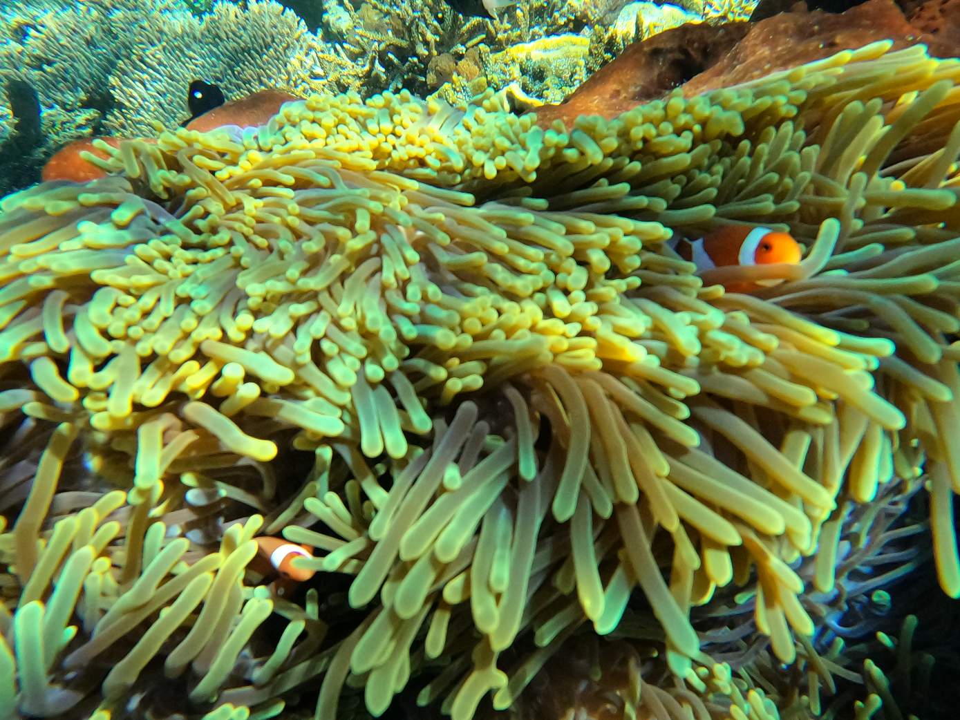 Solve Clown Fish in Their Anemone Home / March 2023 Sail in the Lesser ...
