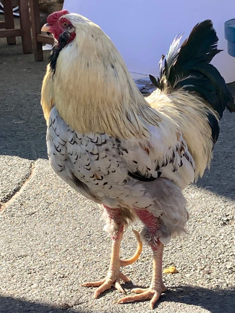 Solve Chicken with a spur jigsaw puzzle online with 70 pieces