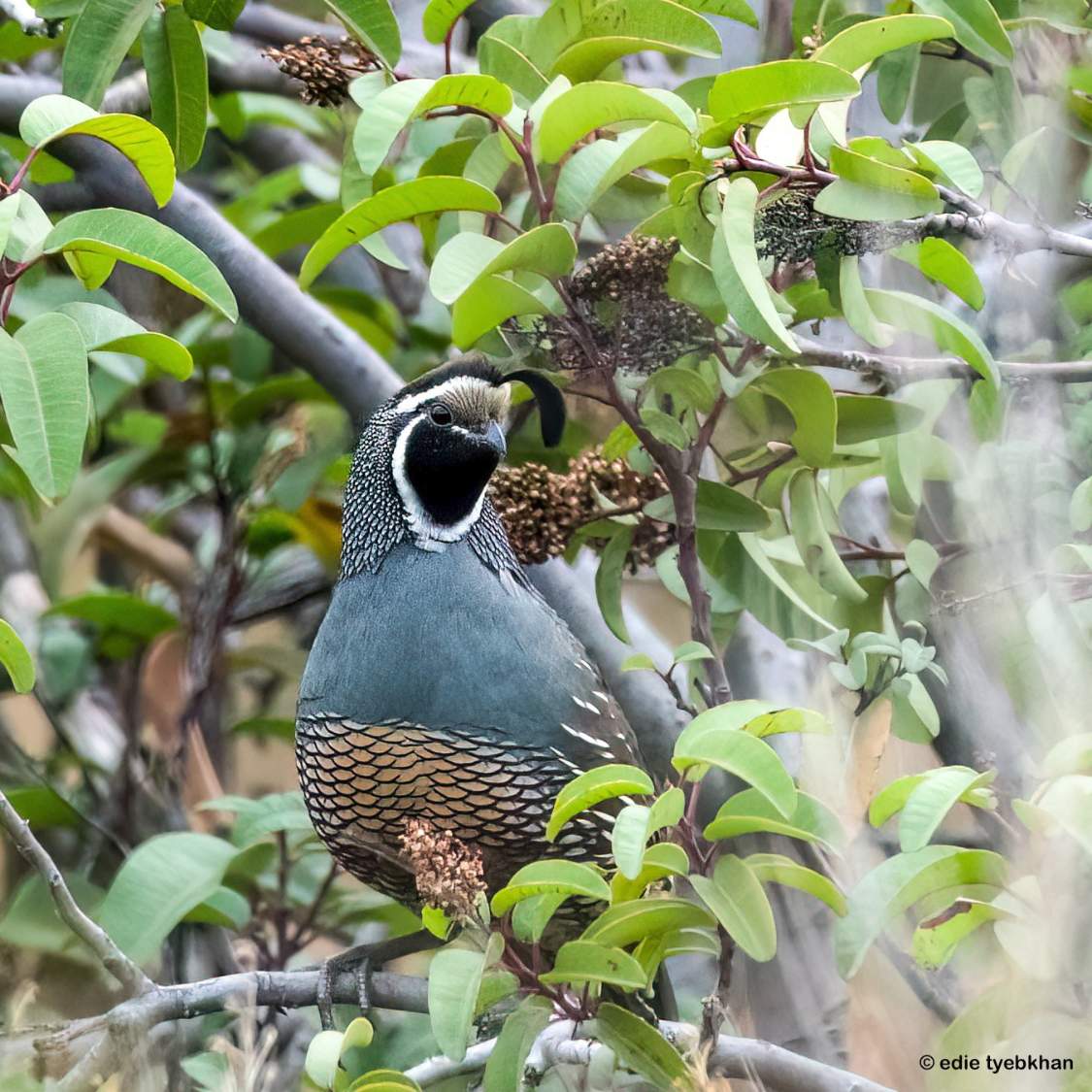 Solve Quail jigsaw puzzle online with 64 pieces