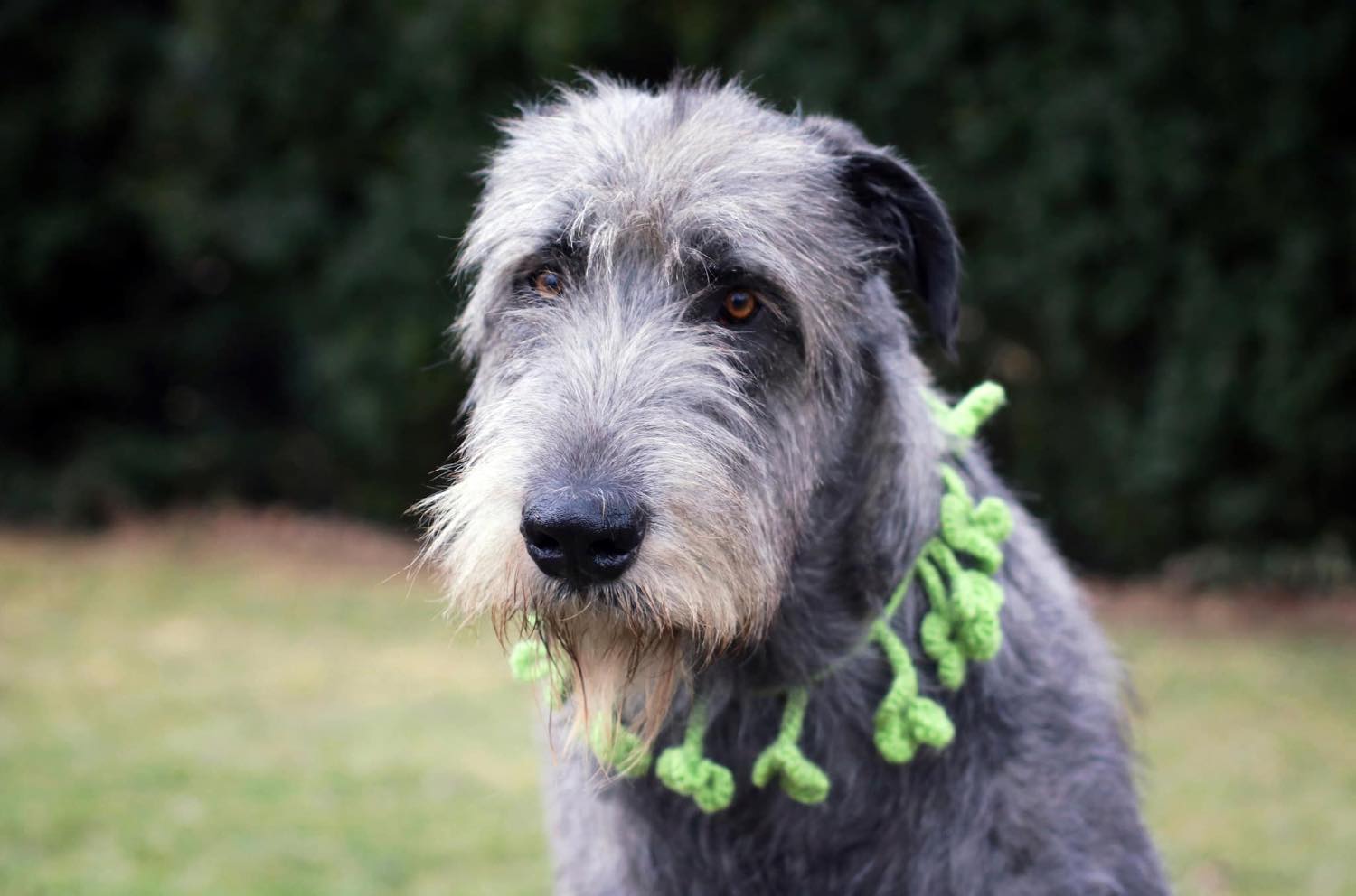 Solve Morgan in his Shamrock garland jigsaw puzzle online with 96 pieces