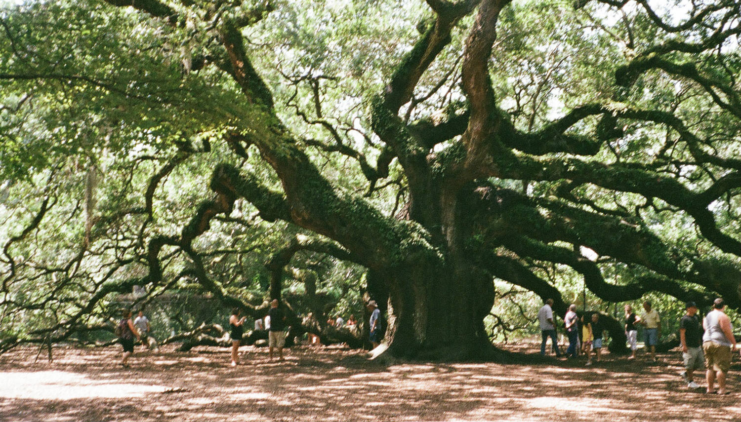 Solve Angel Tree - Charleston, SC jigsaw puzzle online with 135 pieces