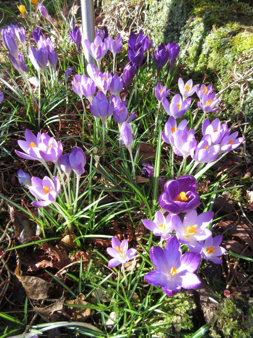 Solve Purple Wave of Crocus in front of the rockery in the back garden ...