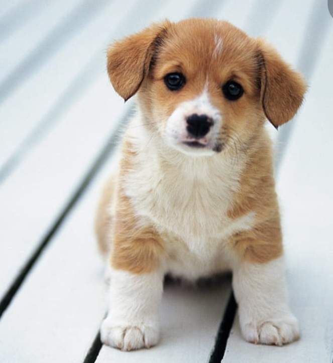 Solve Cute pupy jigsaw puzzle online with 9 pieces