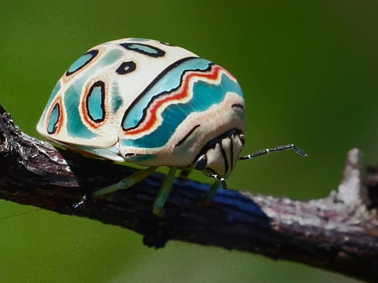 Solve THE PICASSO BUG jigsaw puzzle online with 24 pieces