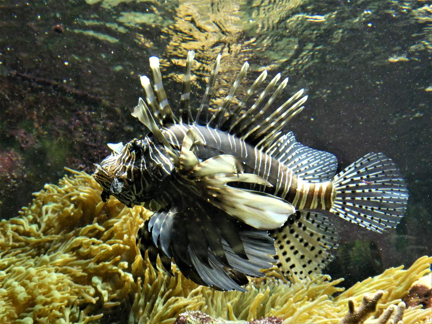 Solve Visiting Ouwehands Dierenpark, Zoo, Rhenen. Nov. 2022. Rode Koraalduivel / Pterois ...