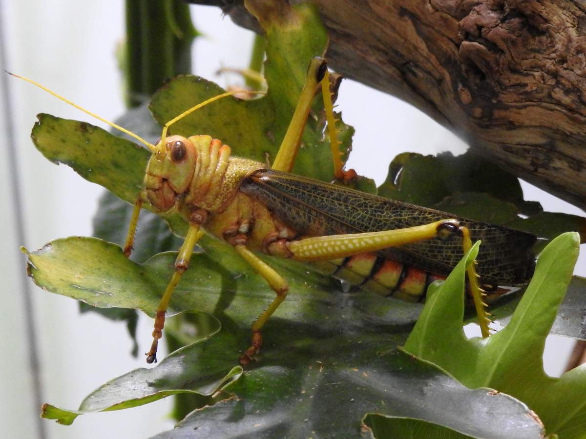 Solve Tropidacris collaris jigsaw puzzle online with 130 pieces