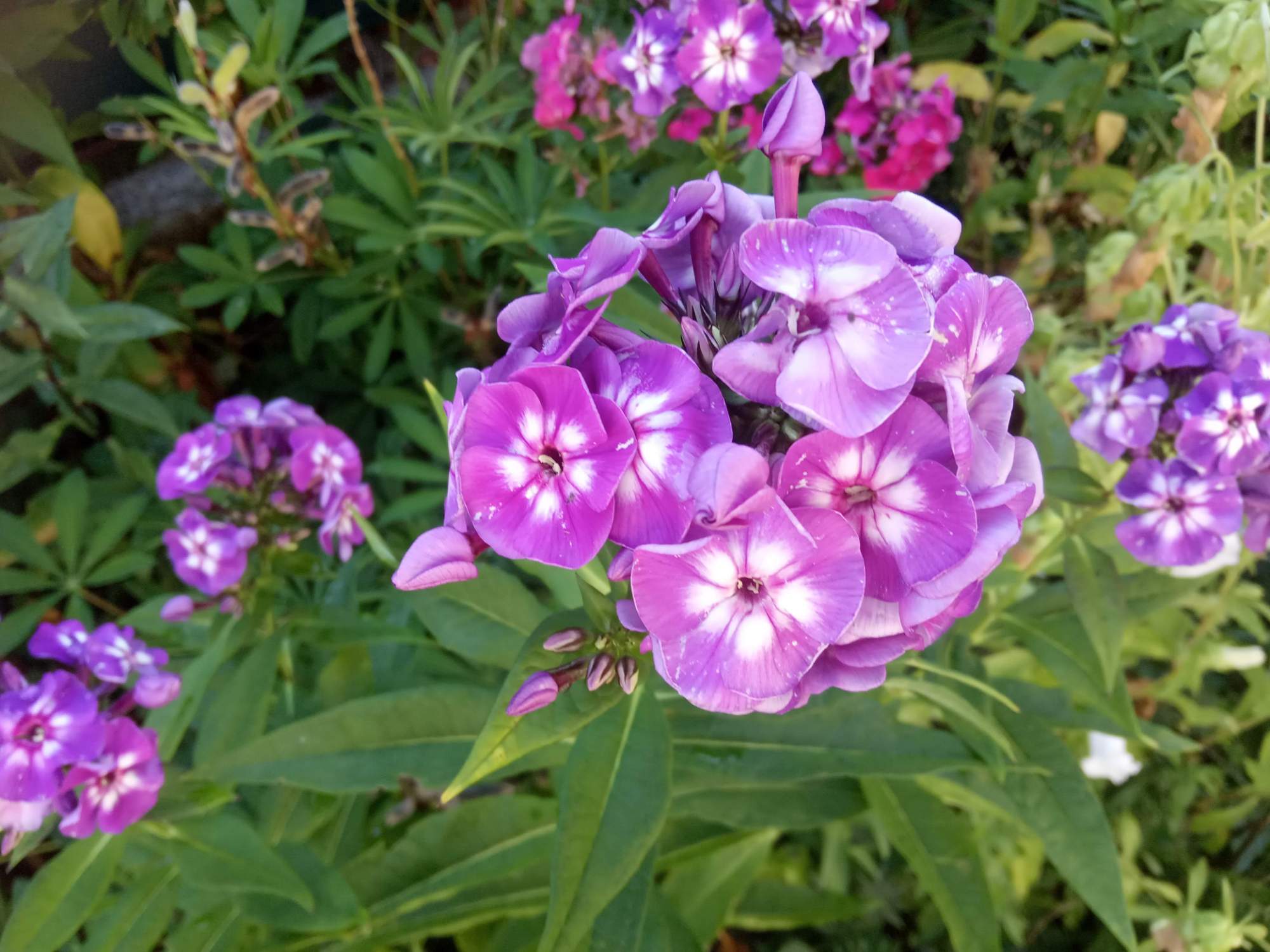 Solve flox jigsaw puzzle online with 336 pieces