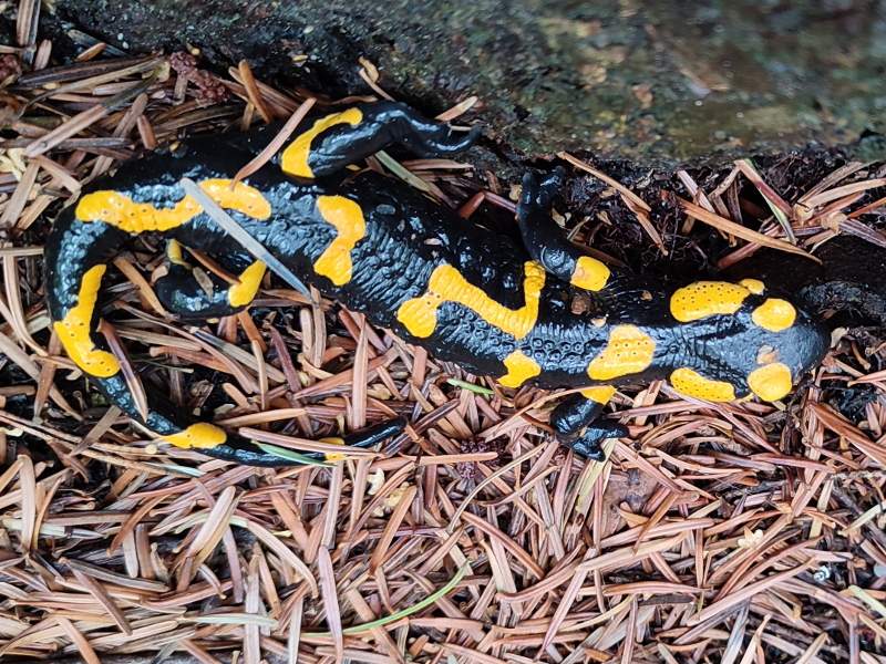 Solve Salamander in the forest jigsaw puzzle online with 70 pieces