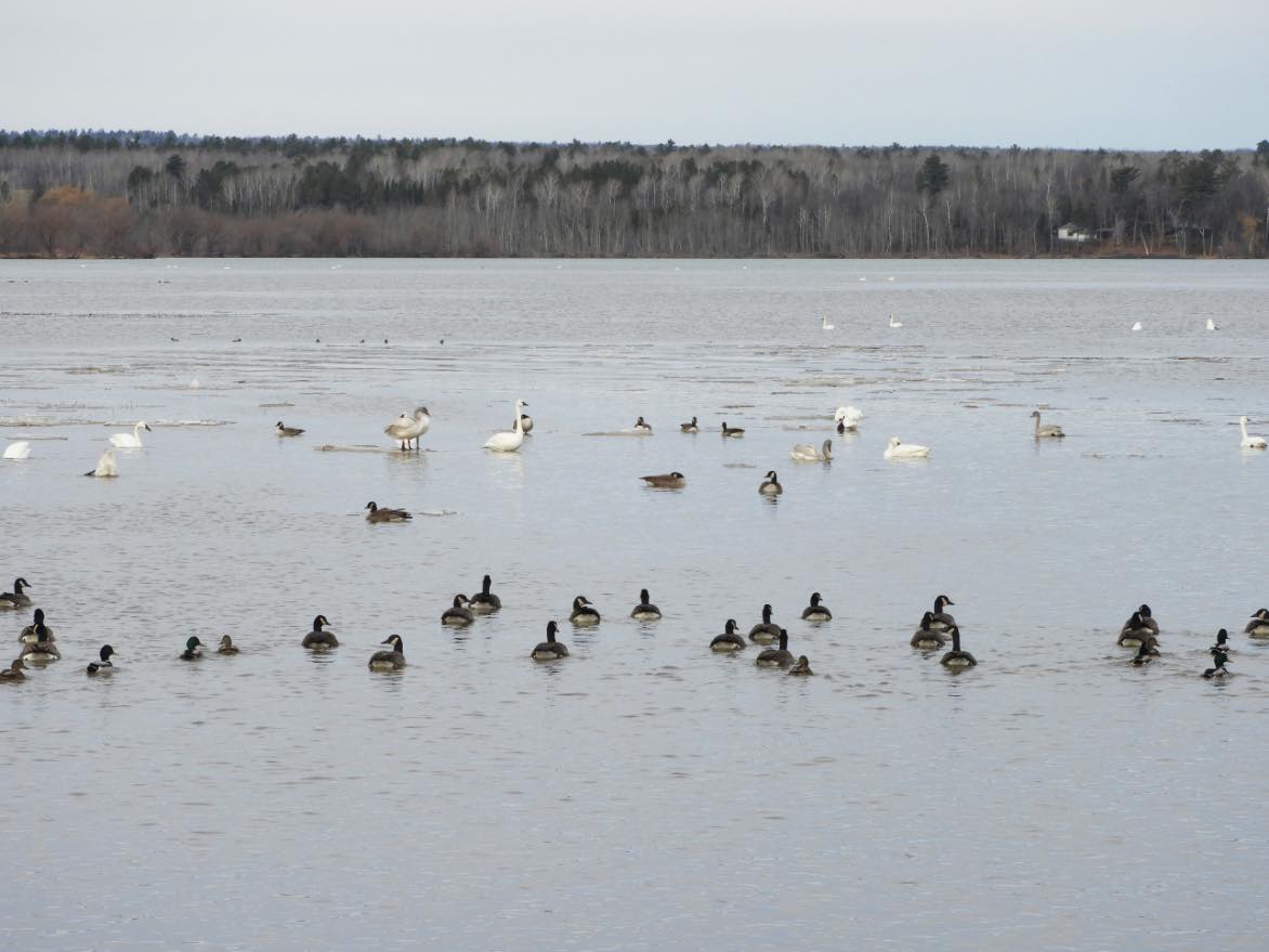 Solve An assortment of waterfowl jigsaw puzzle online with 20 pieces