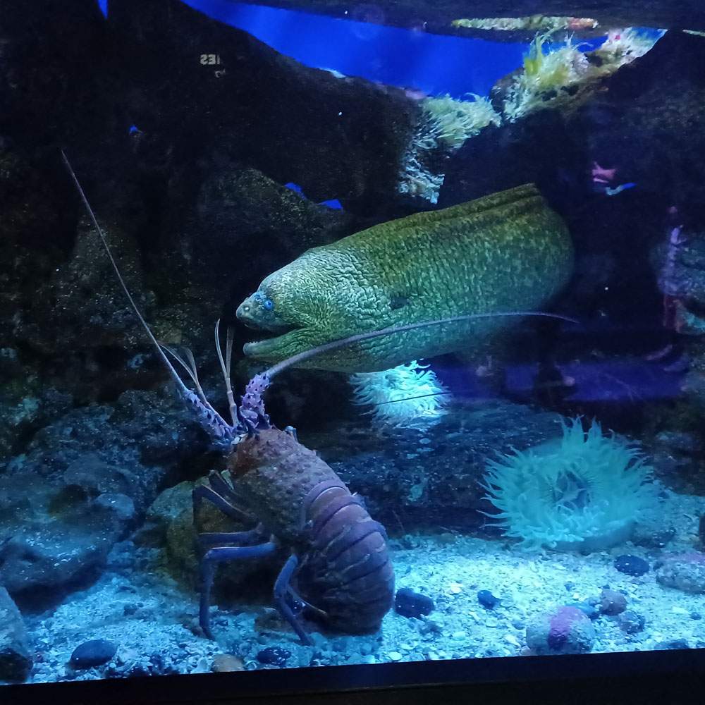 Solve California Spiny Lobster and California Moray Eel, Birch Aquarium ...