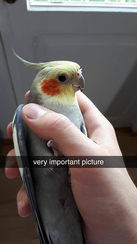 Solve very important bird jigsaw puzzle online with 66 pieces