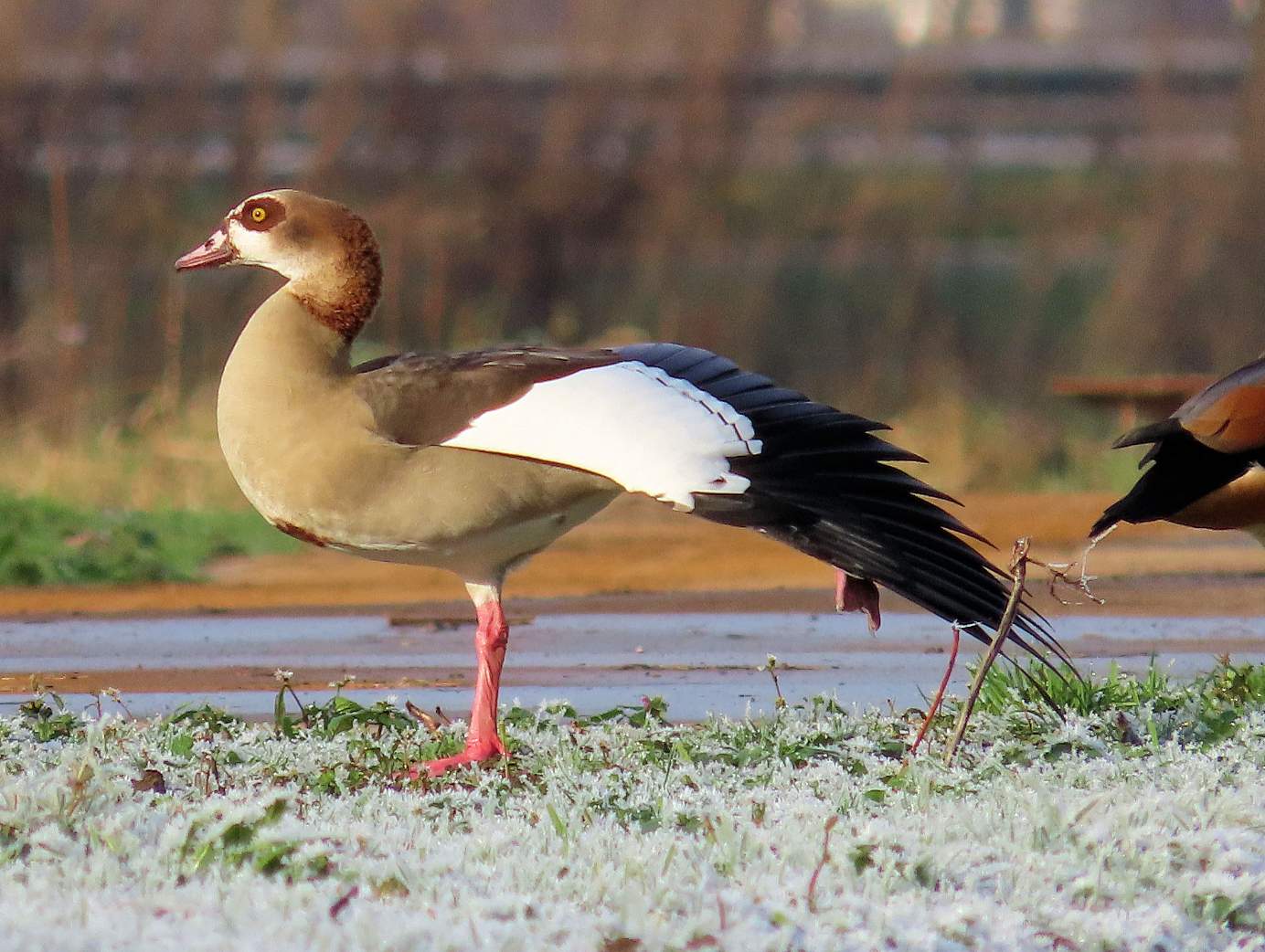 Solve a good stretch... jigsaw puzzle online with 35 pieces