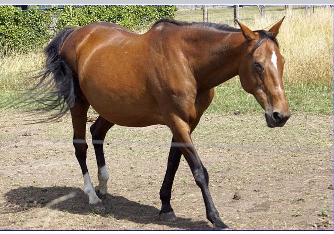 Solve paard jigsaw puzzle online with 176 pieces