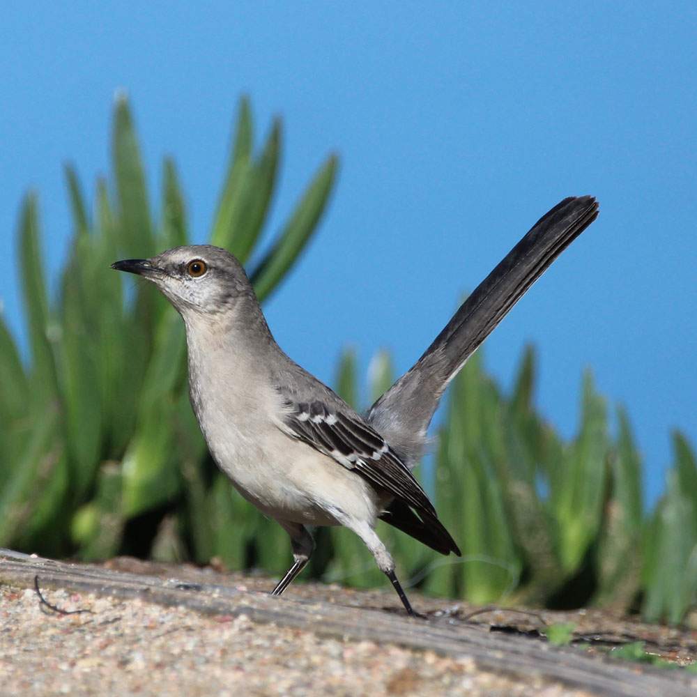 Solve Northern Mockingbird, Public Works Building, Del Mar, California ...