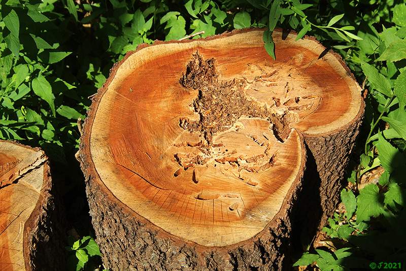 Solve Tree Stump Art jigsaw puzzle online with 35 pieces