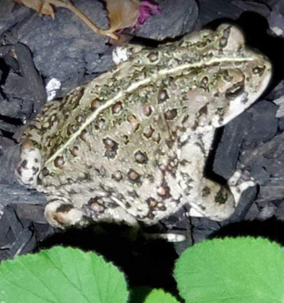 Solve Todd the Toad jigsaw puzzle online with 64 pieces