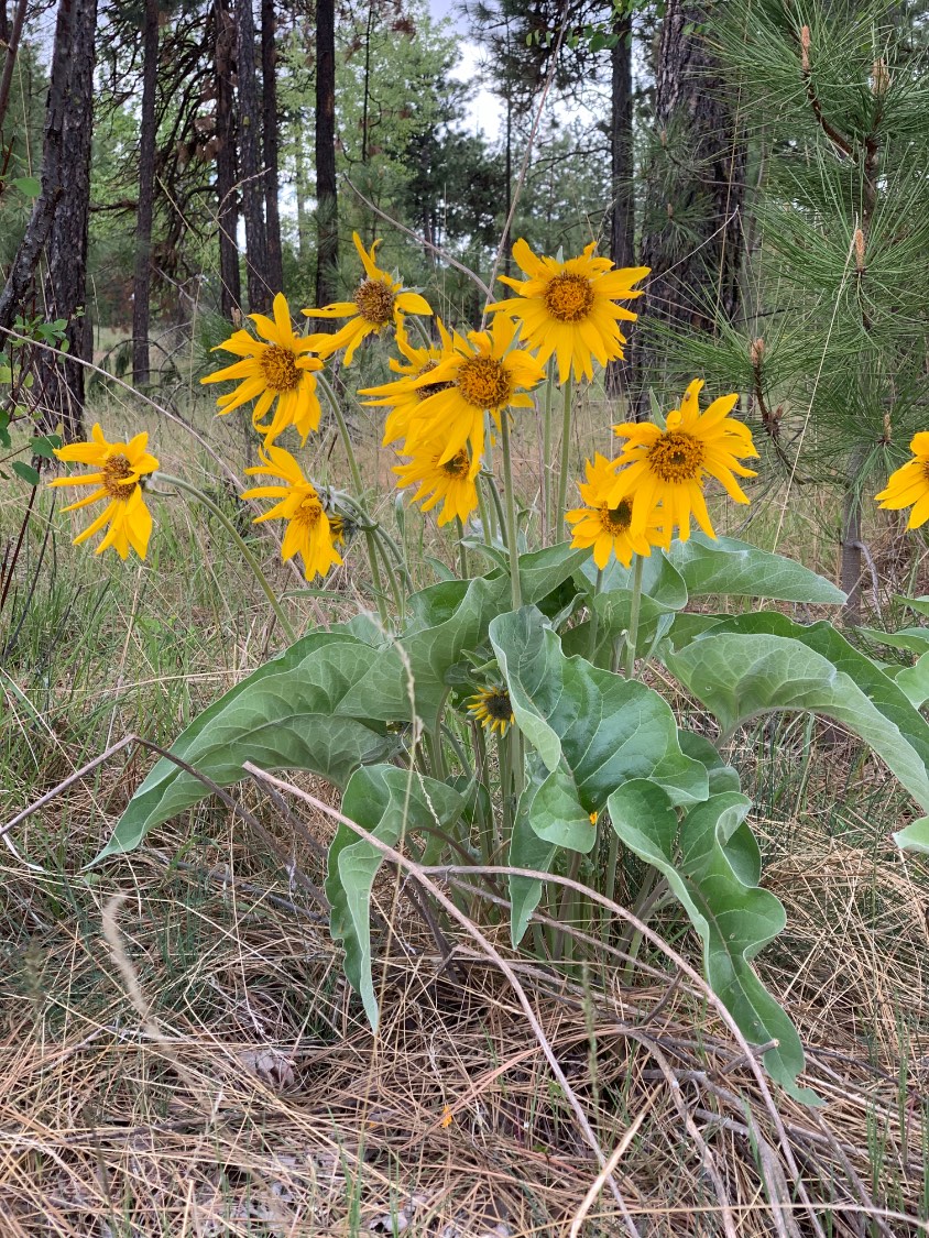 Solve Arrowhead Balsamroot - Balsamorhiza Sagittarius. “Oregon ...