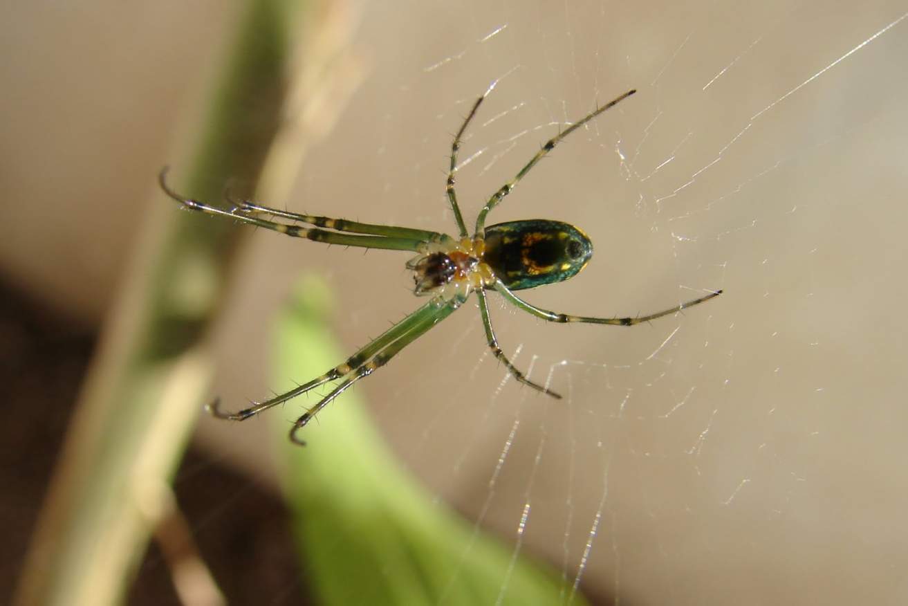 Solve Belize - another beautiful garden spider. Sizes of spiders? This ...