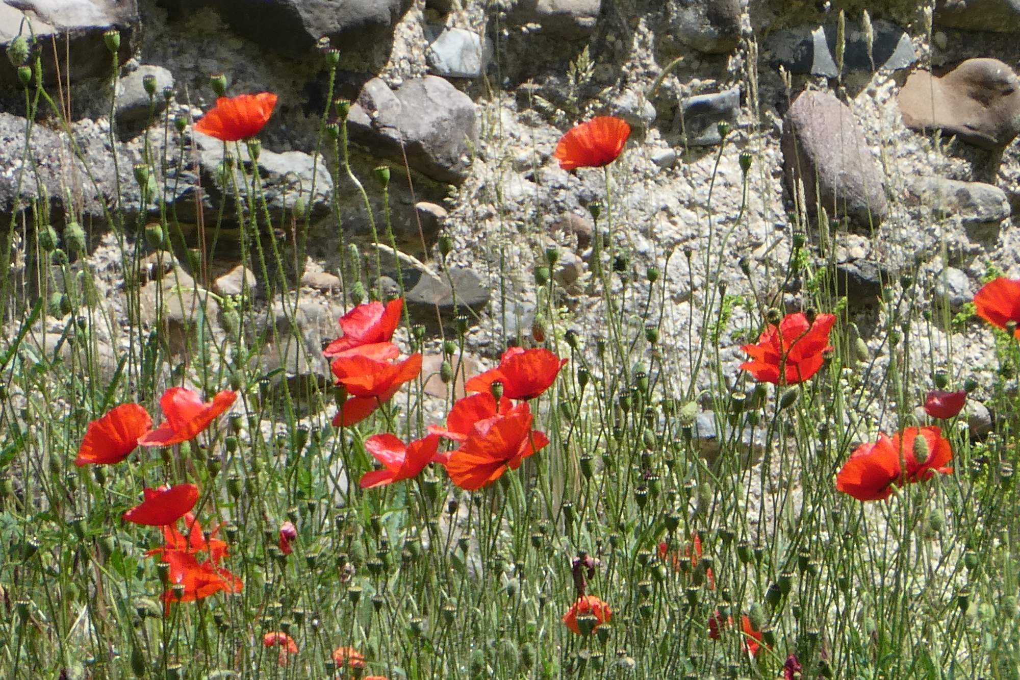 Solve Series: Poppies. Wild poppies, growing near the wall of a castle ...