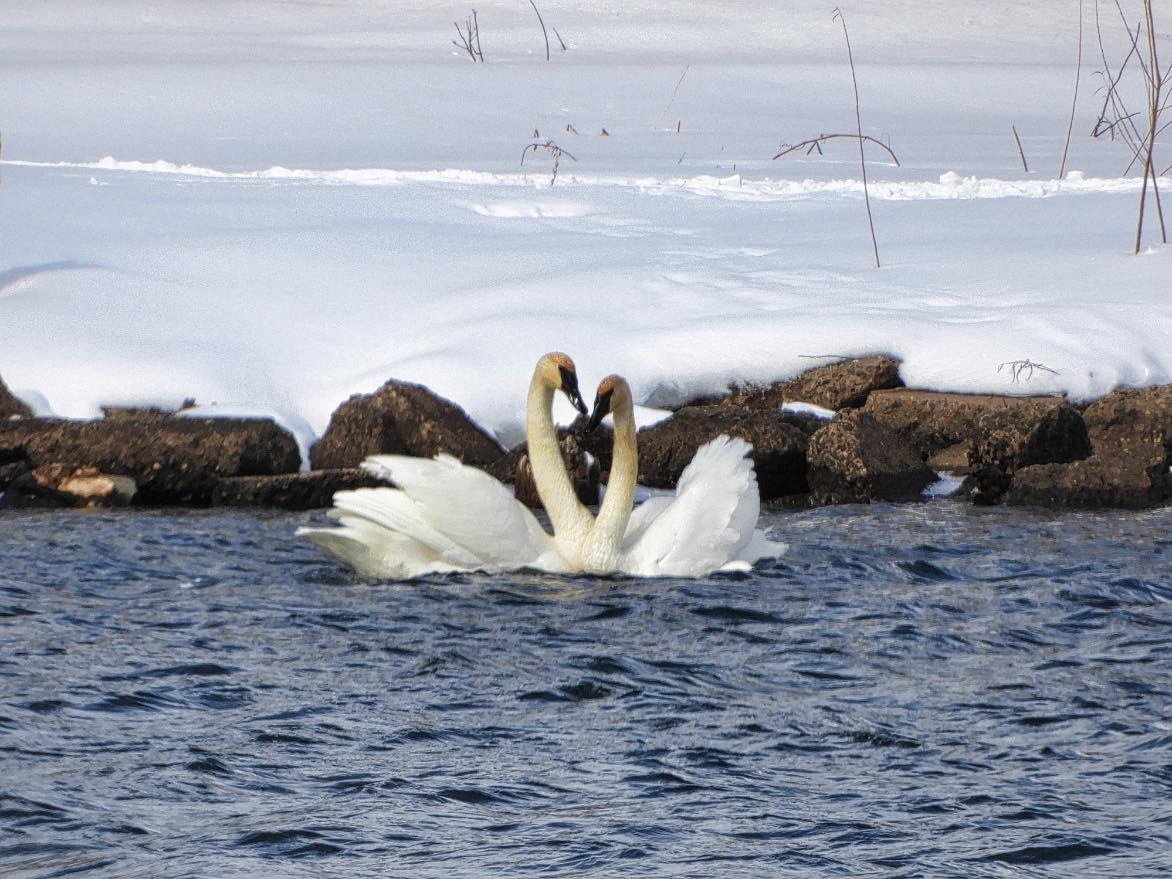 Jigsaw Puzzle | Classic swan pose | 20 pieces | Jigidi