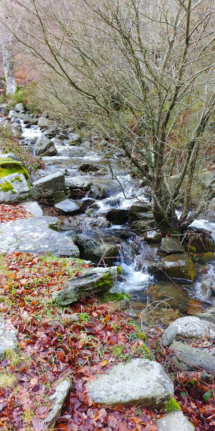 Solve Pretty brook jigsaw puzzle online with 72 pieces