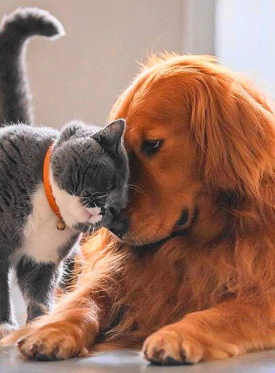 Solve Giving My Best Buddy a Nuzzle jigsaw puzzle online with 24 pieces