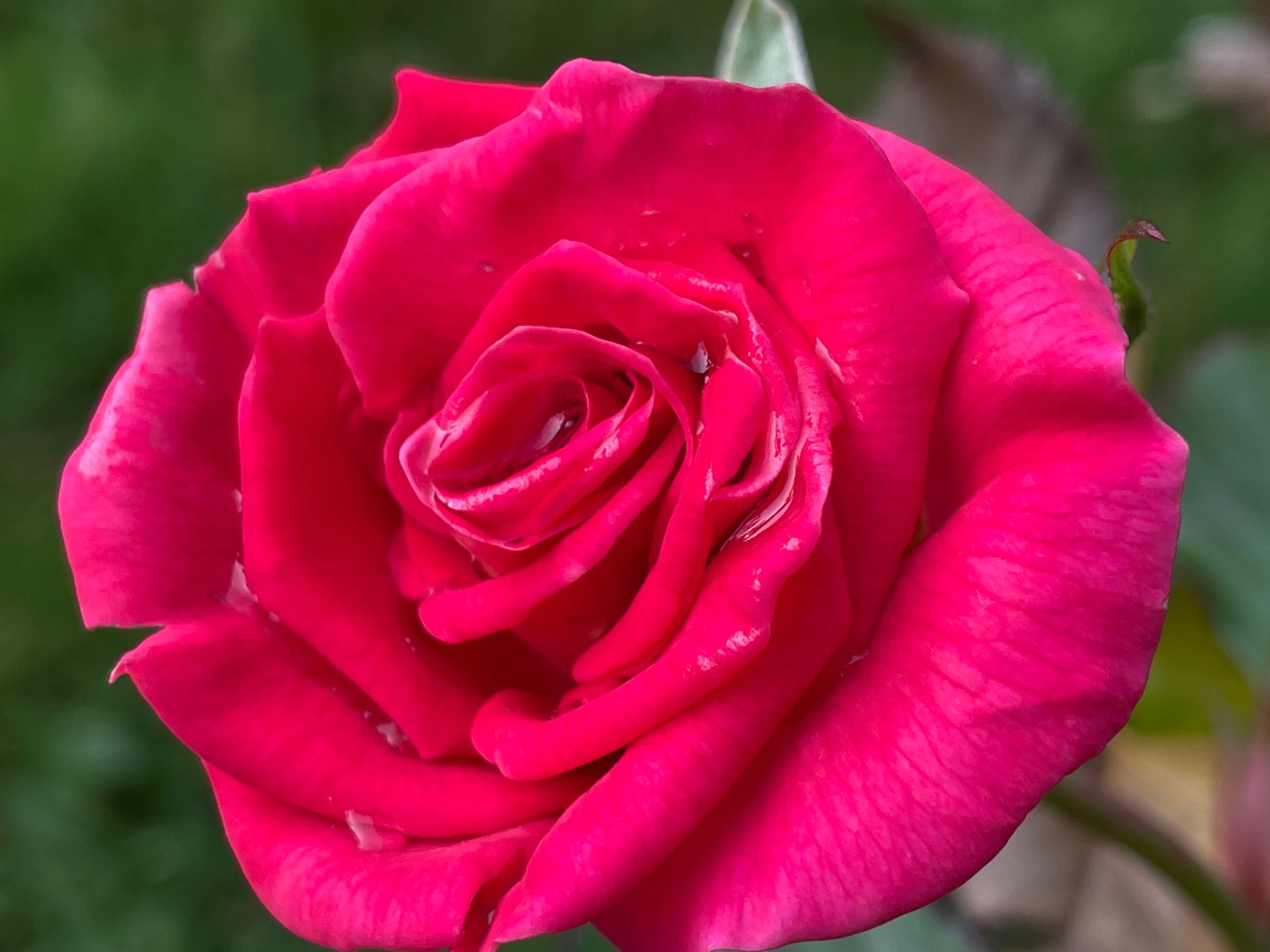 Jigsaw Puzzle | Roses | 70 pieces | Jigidi