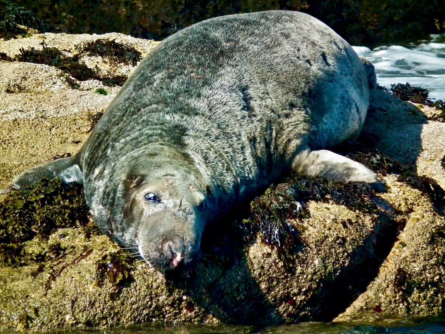 Solve Grey Seal jigsaw puzzle online with 99 pieces