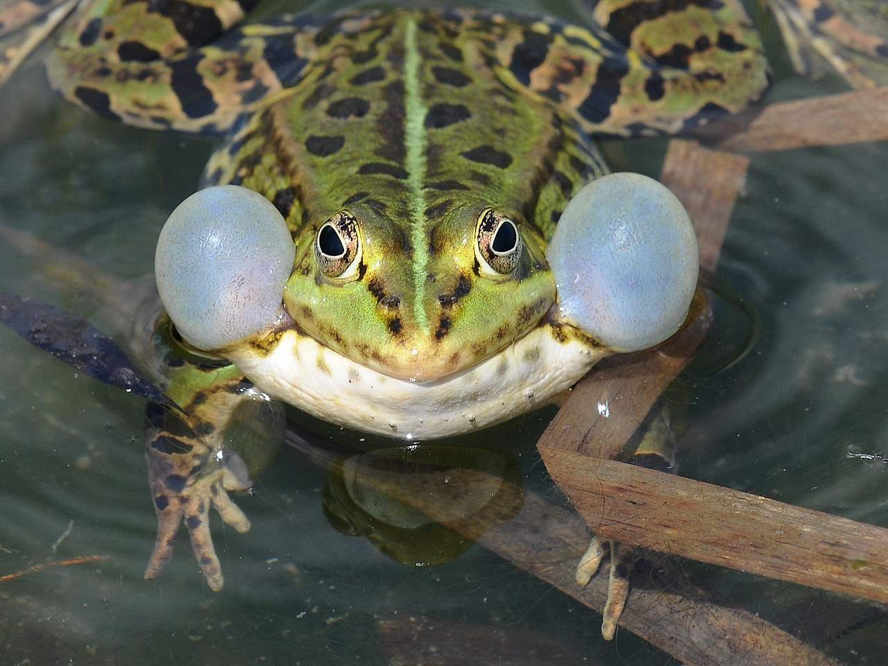 Solve Croaking frog jigsaw puzzle online with 48 pieces