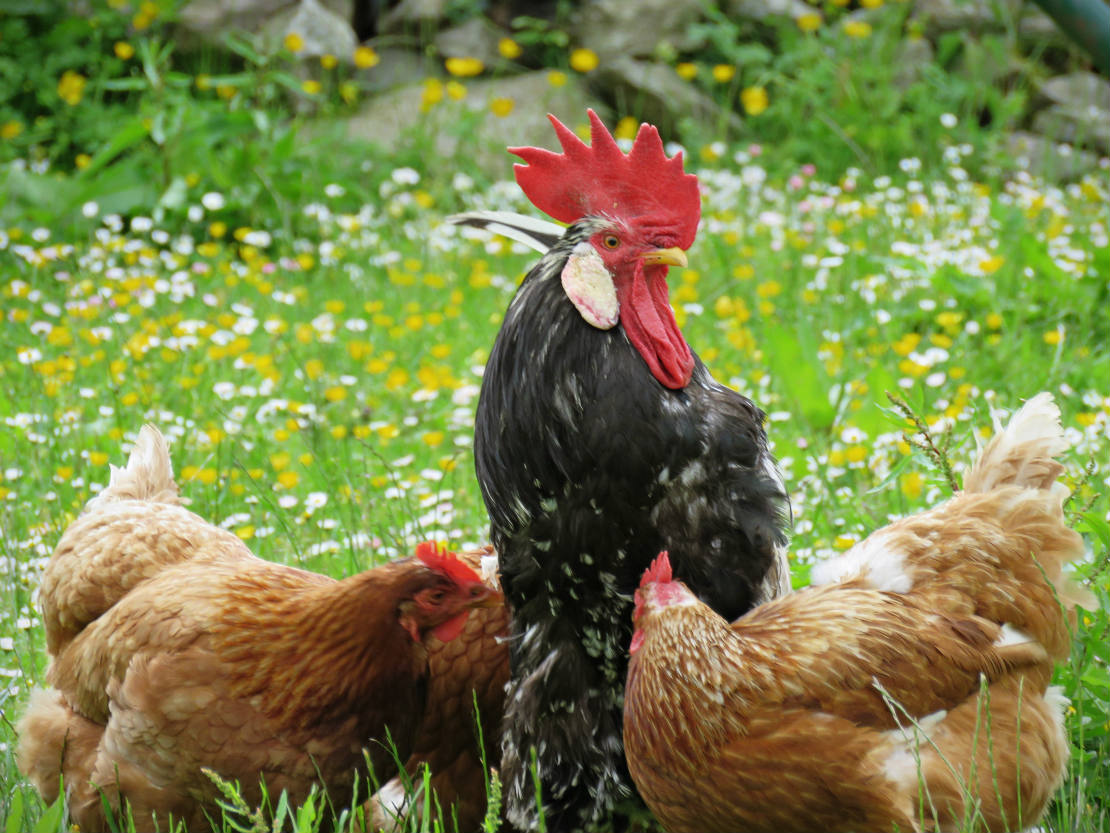 Solve Hen - Pecked jigsaw puzzle online with 35 pieces