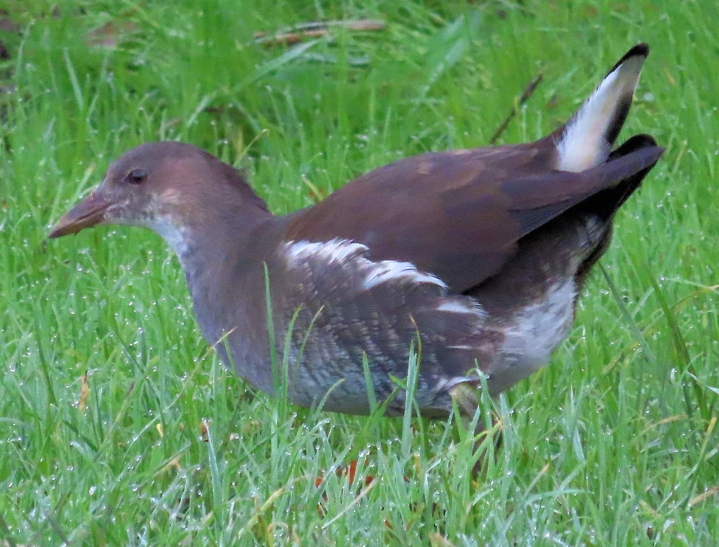 Solve young moorhen (jong waterhoentje) jigsaw puzzle online with 63 pieces