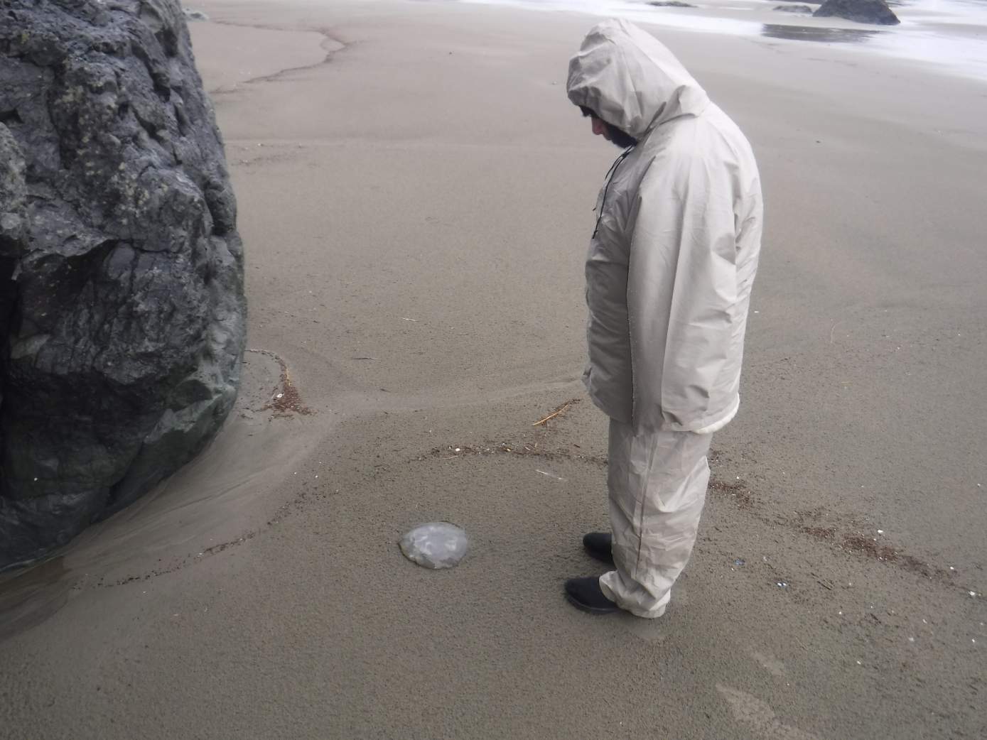 Solve Rare photo of SeaSquatch debating on whether or not to eat a ...