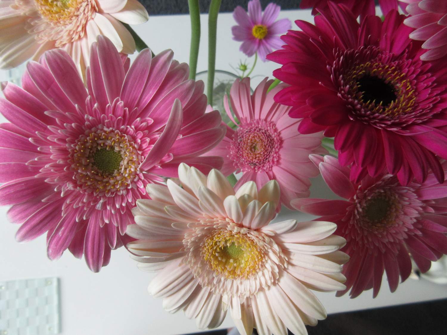 Solve Gerberas (colour mix) jigsaw puzzle online with 80 pieces