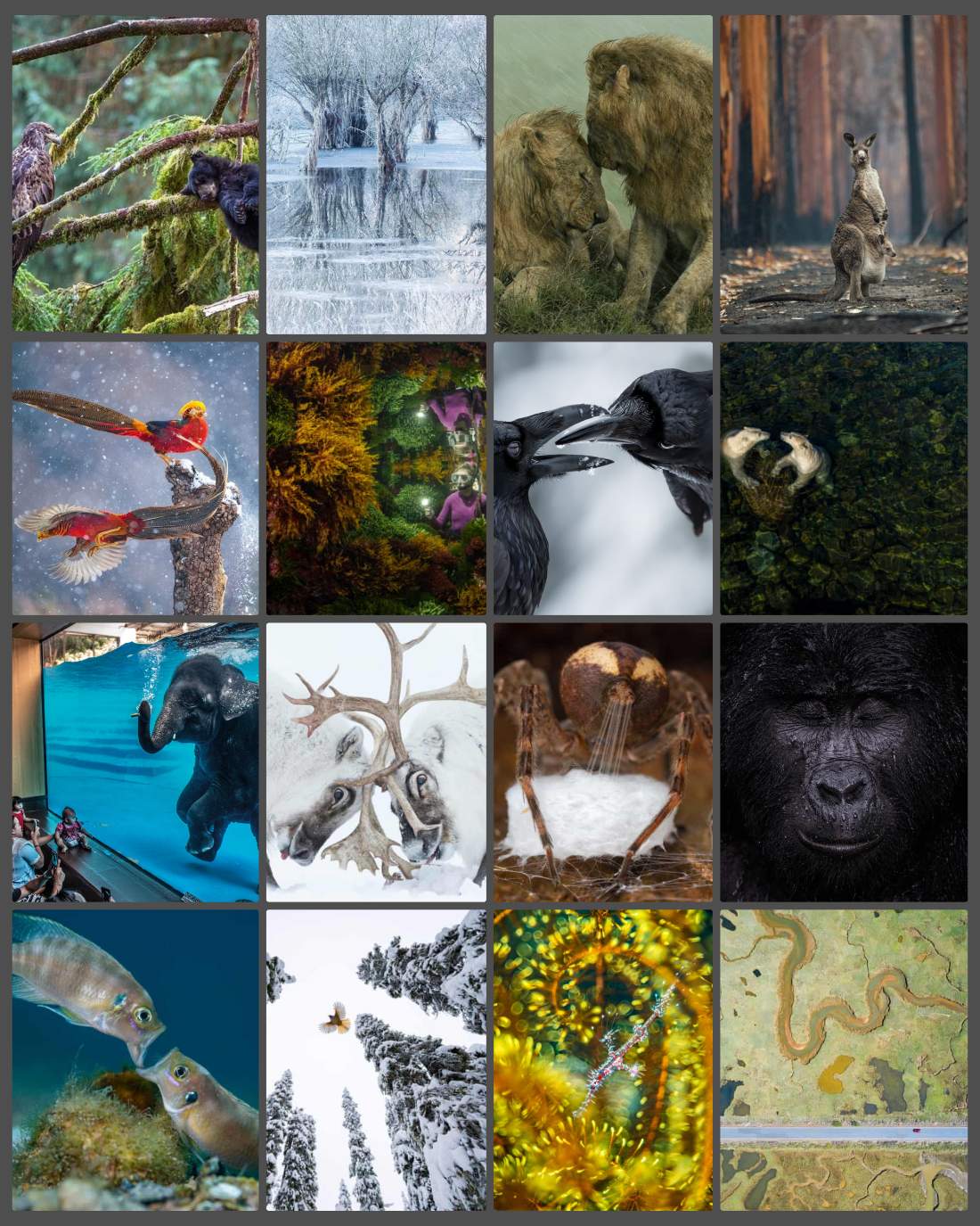 Solve Best Nature Photos jigsaw puzzle online with 99 pieces