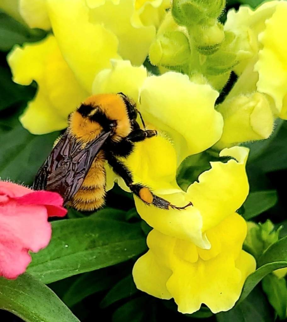 Solve Bumblebee on Snapdragon jigsaw puzzle online with 72 pieces