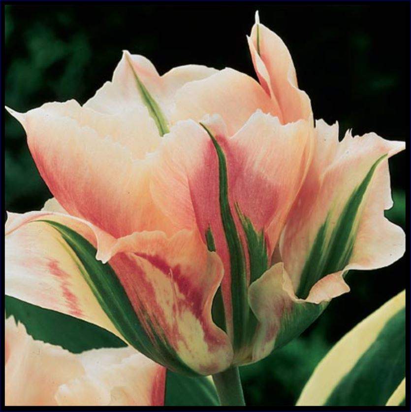 Solve ~China Town Tulip~ jigsaw puzzle online with 81 pieces