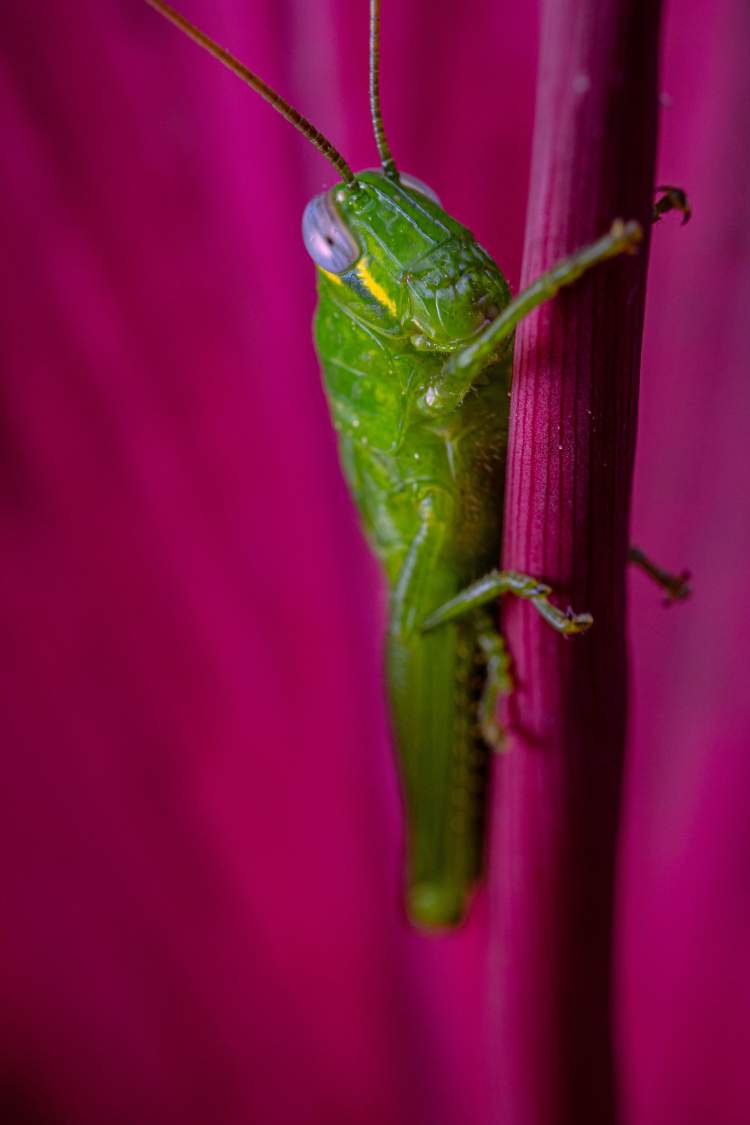 Jigsaw Puzzle | Jakarta, Indonesia grasshopper | 54 pieces | Jigidi