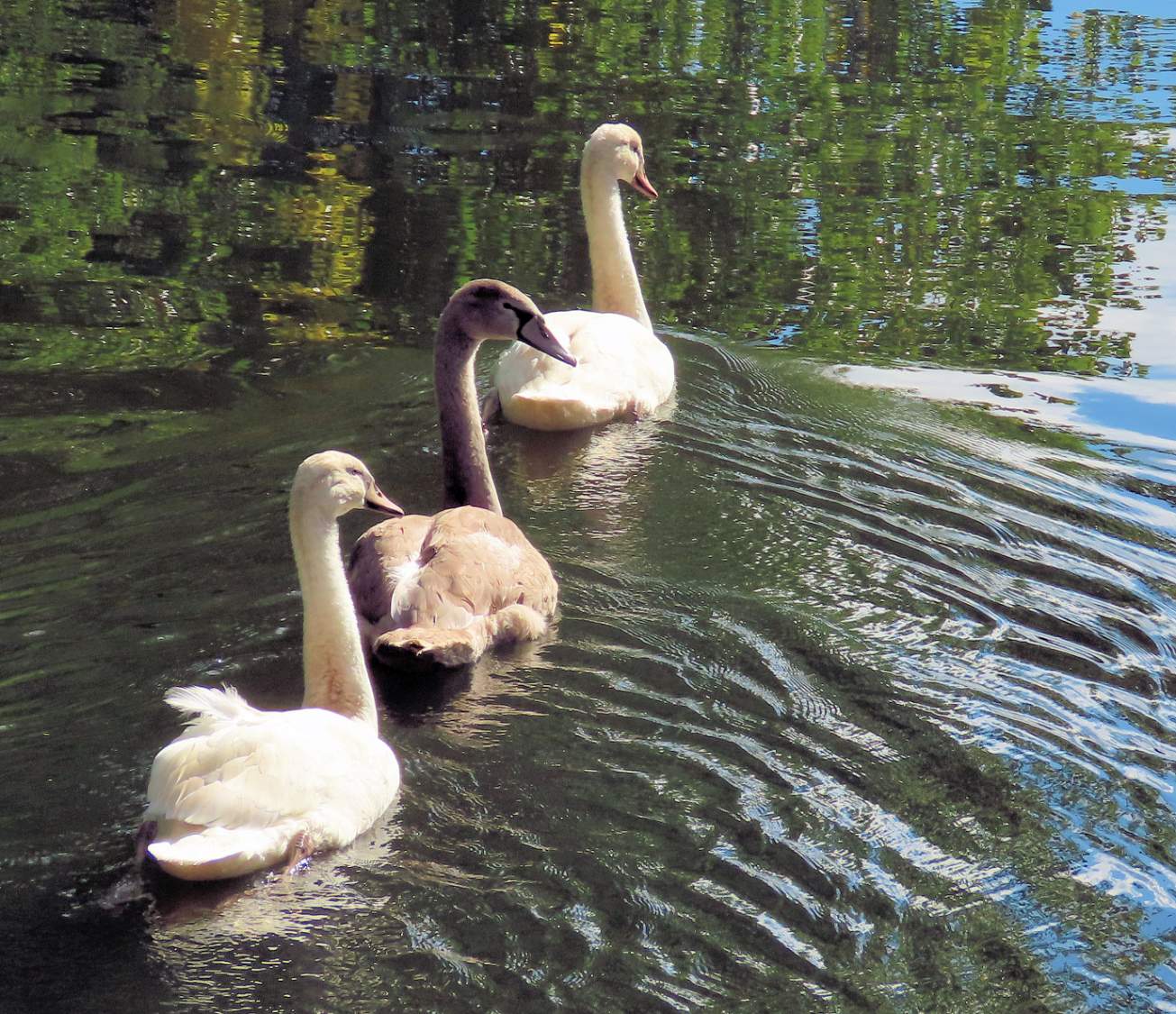 Solve three siblings in a row jigsaw puzzle online with 56 pieces